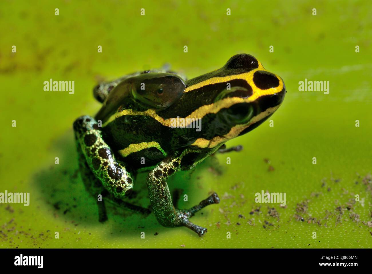Reticulated poison frog with a tadpole on the back - Giuana Stock Photo ...