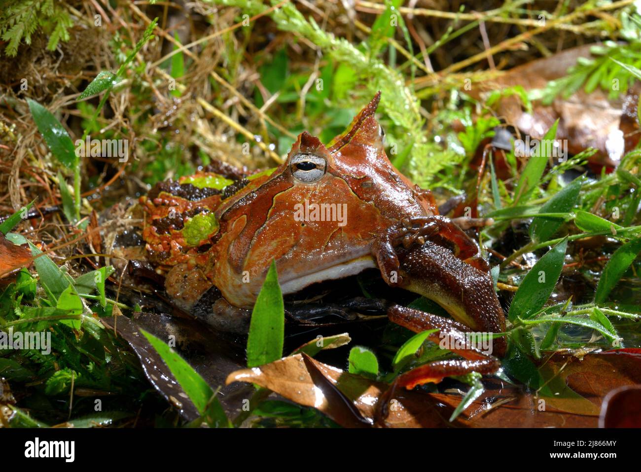 Horned frog ceratophrys cornuta hi-res stock photography and images - Alamy