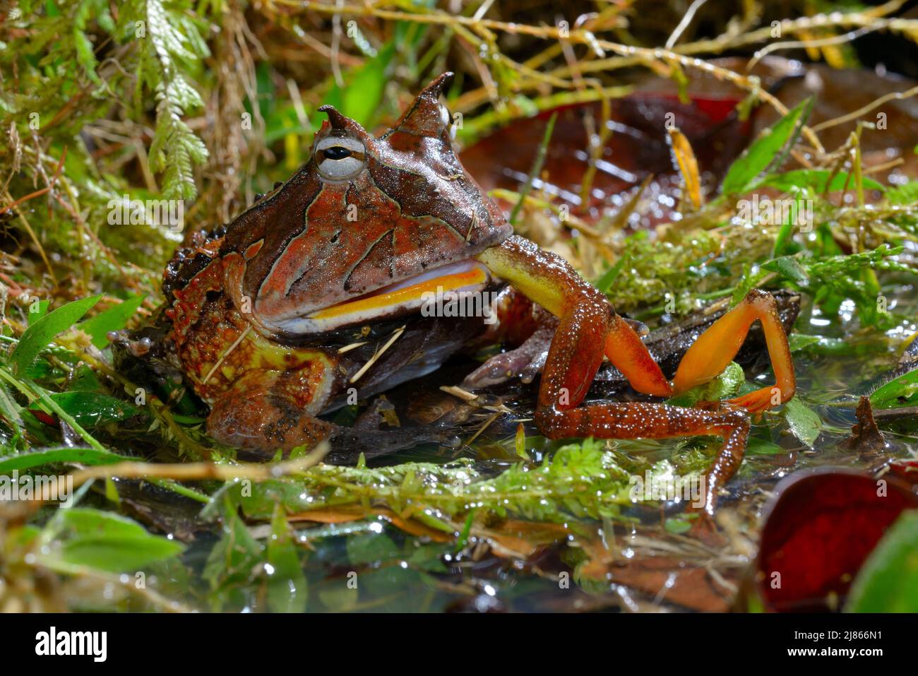 Amazonian horned frog eating a Frog - French Guiana Stock Photo - Alamy