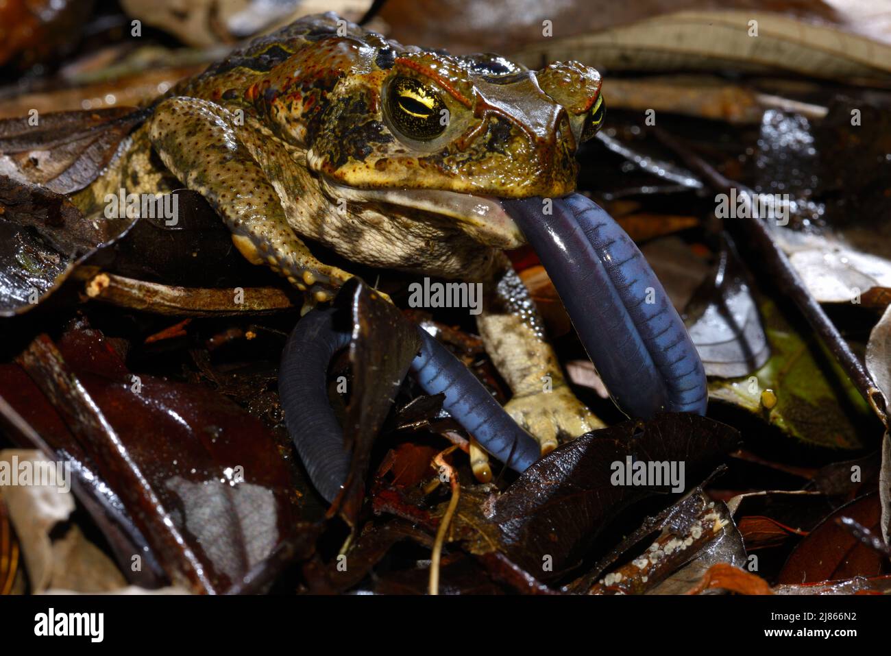 Cane toad eating Bearded caecilia - French Guiana Stock Photo - Alamy