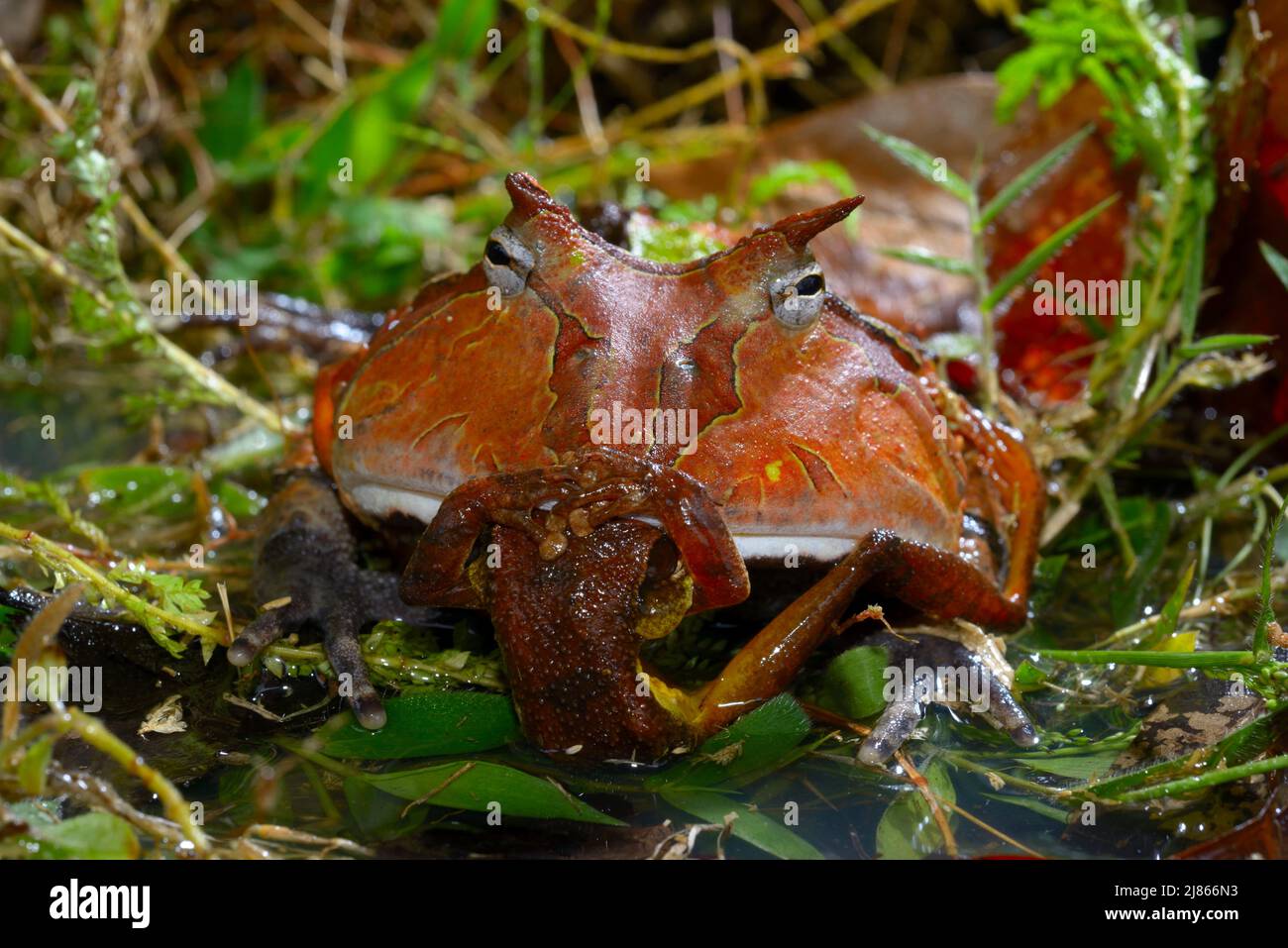 Frog predators hi-res stock photography and images - Alamy