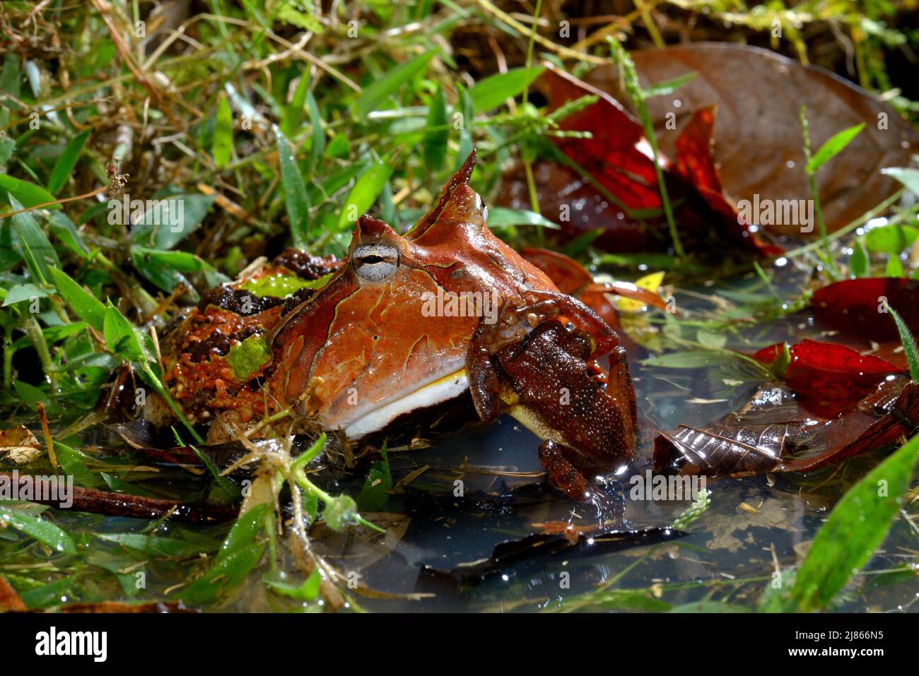 Mimicries hi-res stock photography and images - Alamy