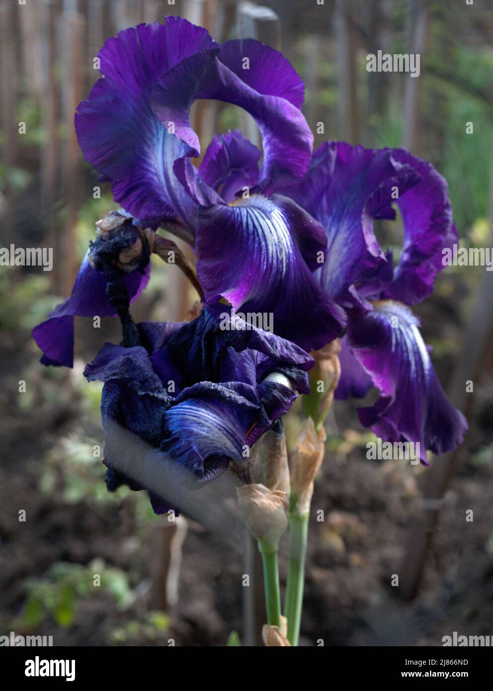 close up of blue-purple iris flowers, blur background Stock Photo - Alamy