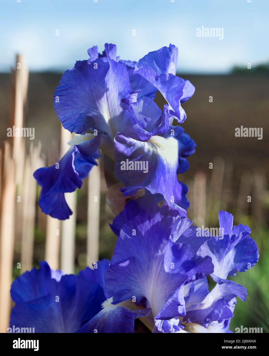 Blue purple iris hi-res stock photography and images - Alamy