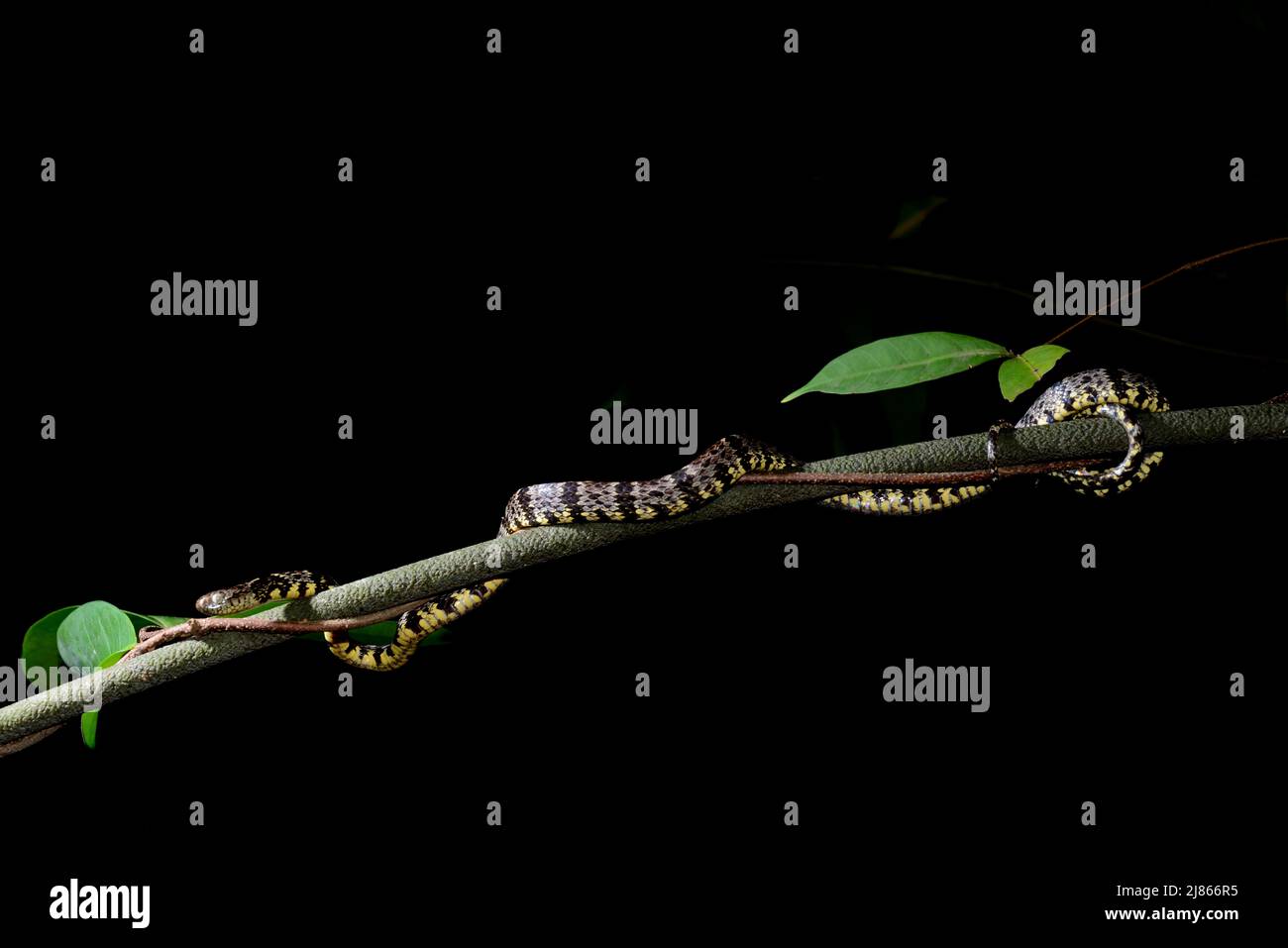 Snail-eating snake on a branch on black background Stock Photo - Alamy