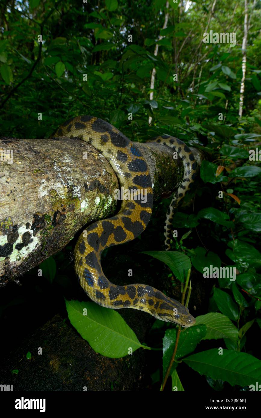 Anaconda eunectes sp hi-res stock photography and images - Alamy