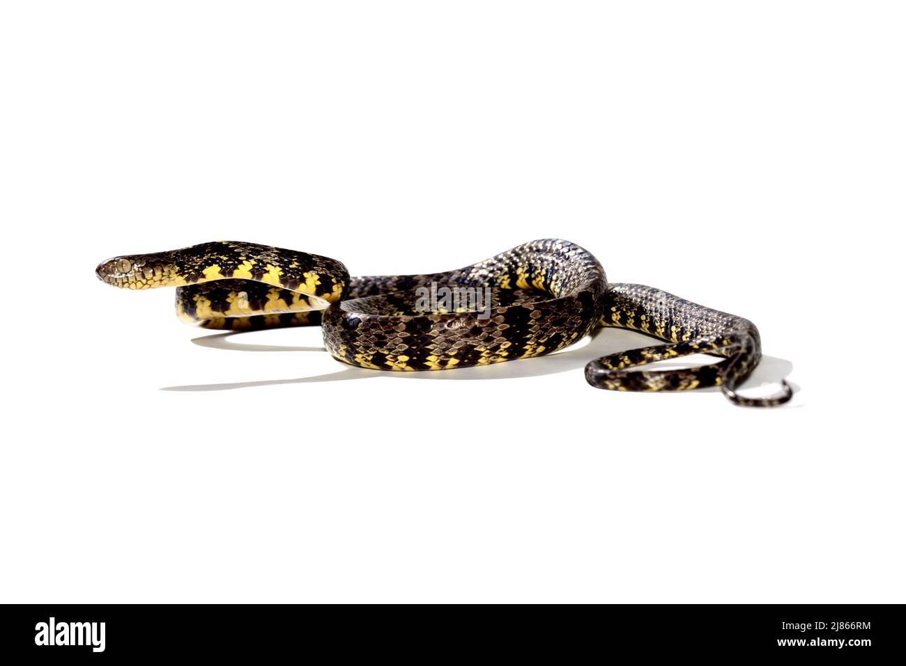 Snail-eating snake on white background Stock Photo - Alamy