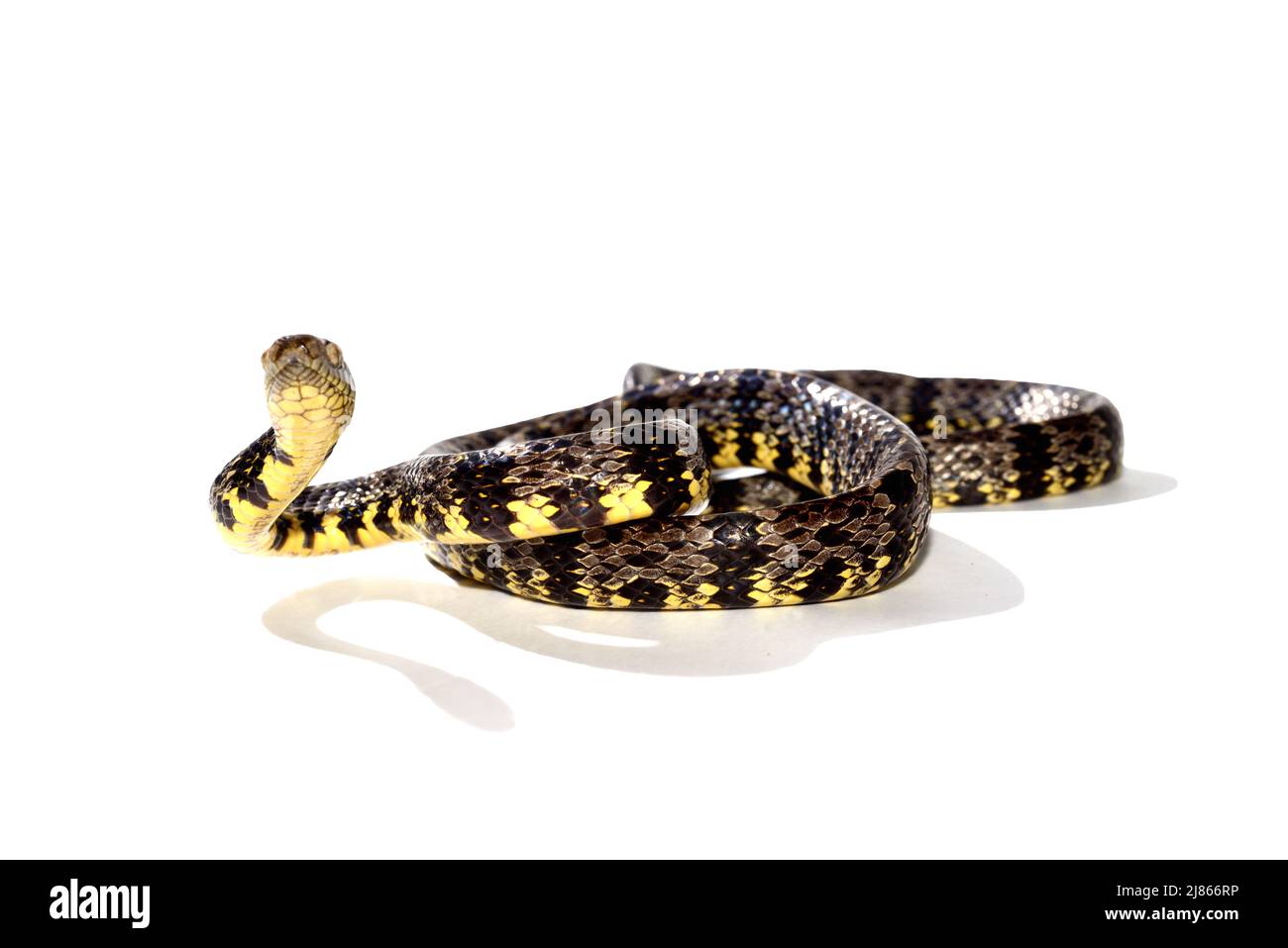 Snail-eating snake on white background Stock Photo - Alamy