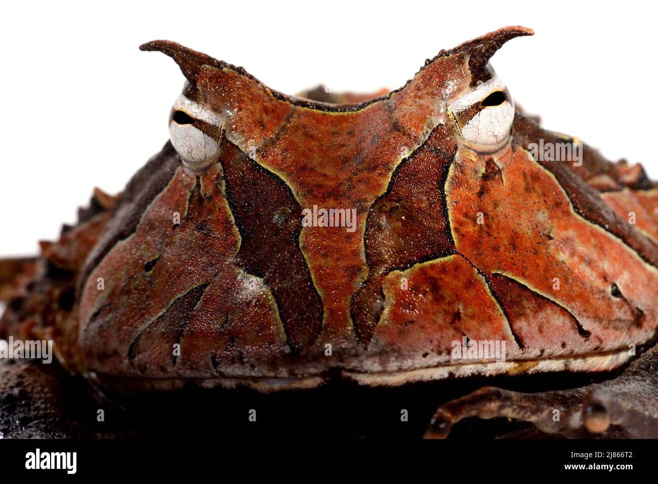 Portrait of Amazonian horned frog on white background Stock Photo - Alamy