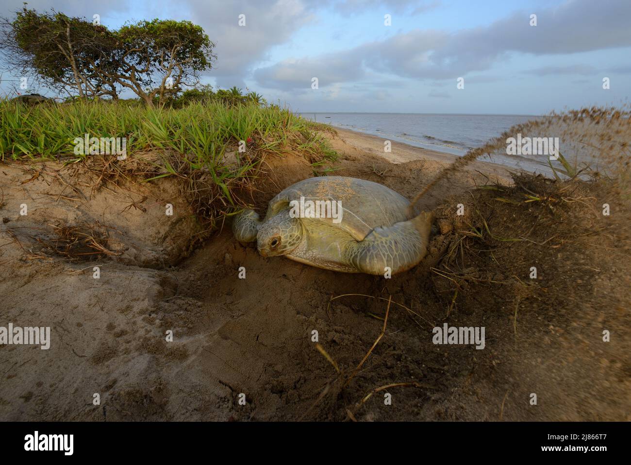 Green sea turtle laying eggs - French Guiana Stock Photo - Alamy