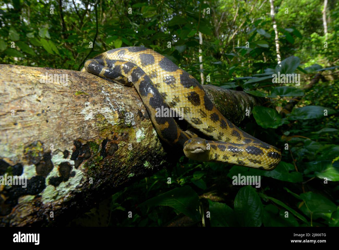 Anaconda eunectes sp hi-res stock photography and images - Alamy