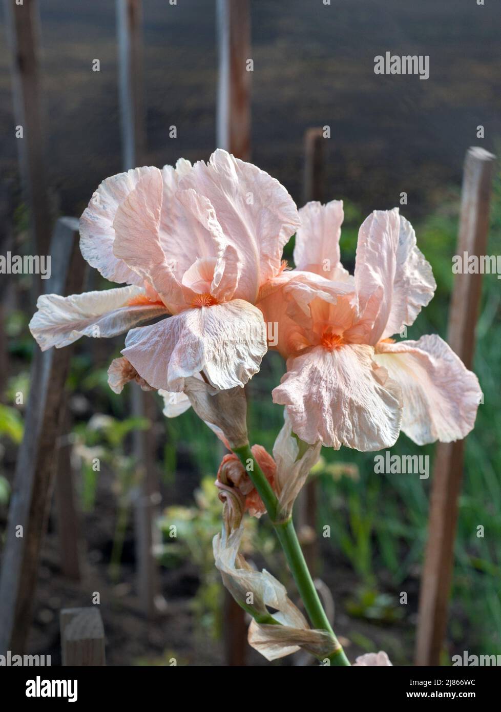 Pale creamy iris hi-res stock photography and images - Alamy