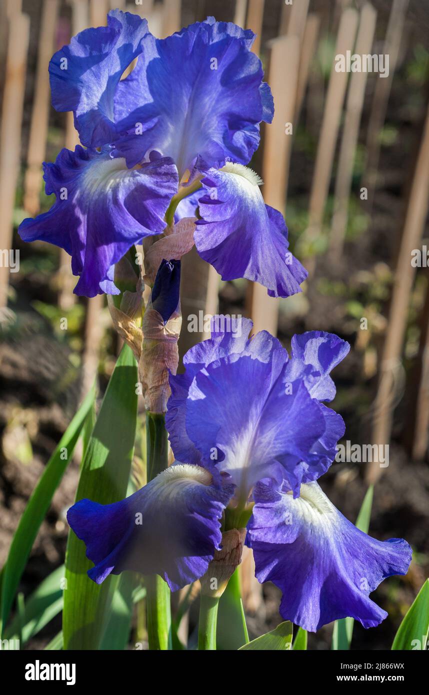 Blue purple iris hi-res stock photography and images - Alamy