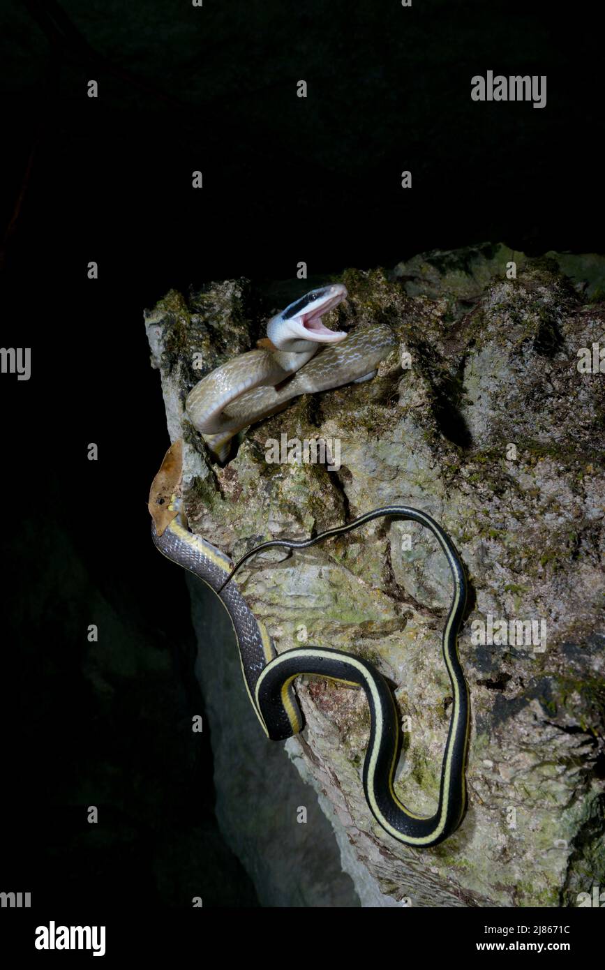 Cave-dweller rat snake on a trunk - Malaysia Stock Photo - Alamy