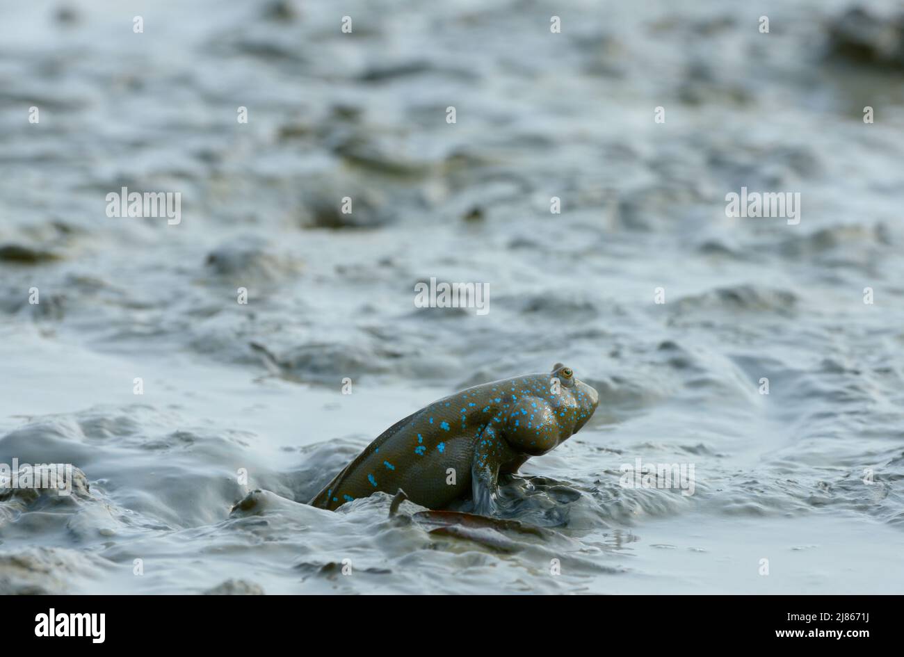 Blue-spotted mudskipper on mud - Malaysia Stock Photo - Alamy