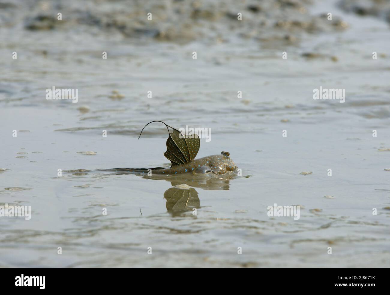 Blue-spotted mudskipper on mud - Malaysia Stock Photo - Alamy
