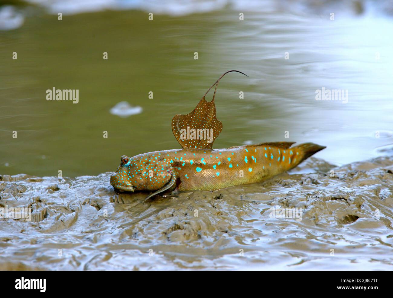 Blue-spotted mudskipper on mud - Malaysia Stock Photo - Alamy