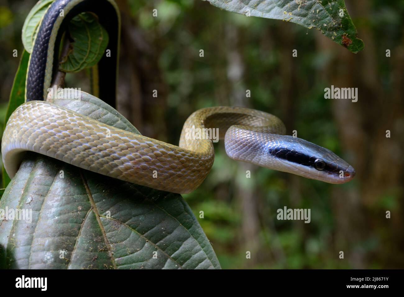 Cave dwelling ratsnake elaphe taeniura ridleyi hi-res stock photography ...