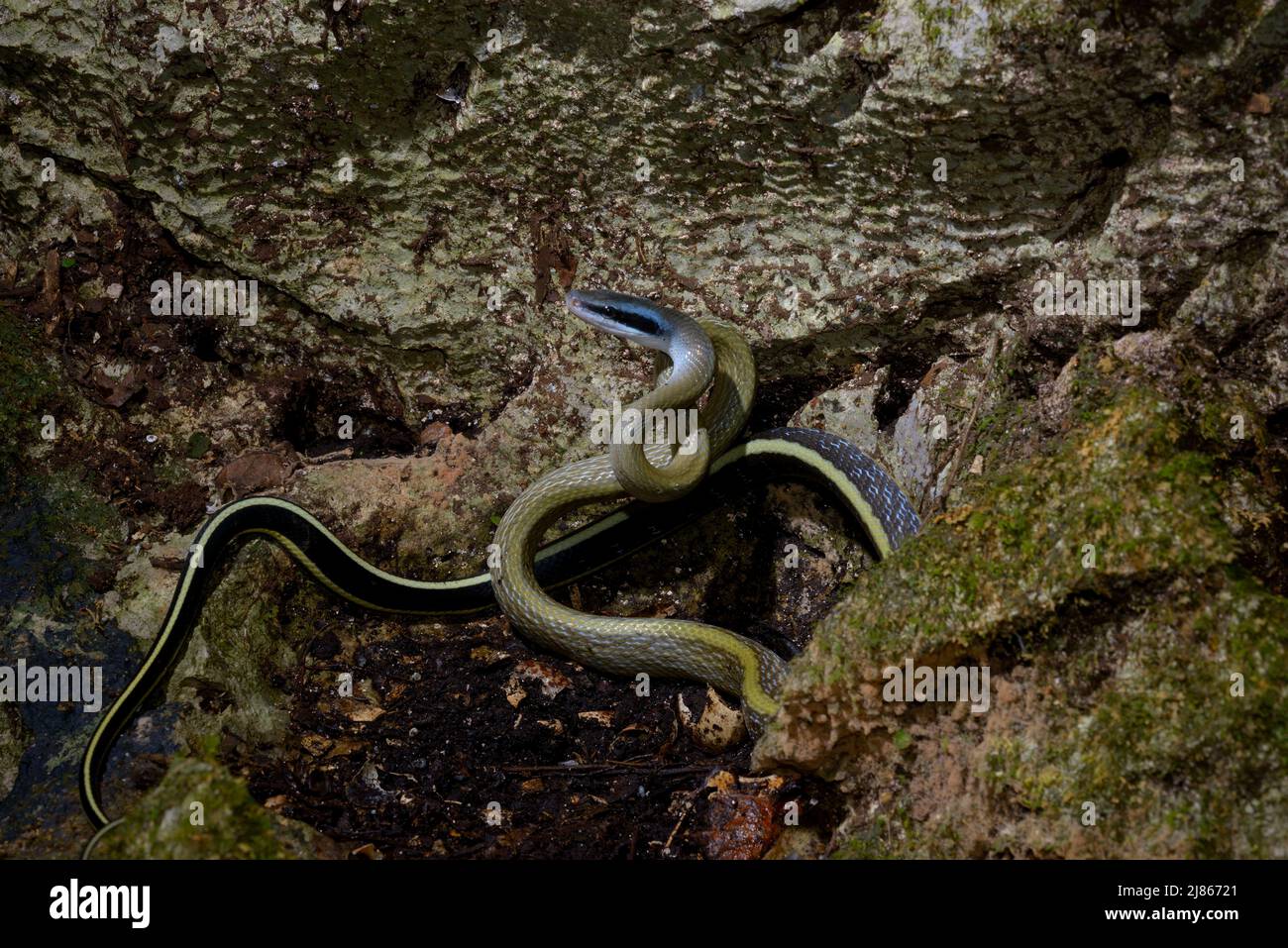 Cave dwelling snake hi-res stock photography and images - Alamy