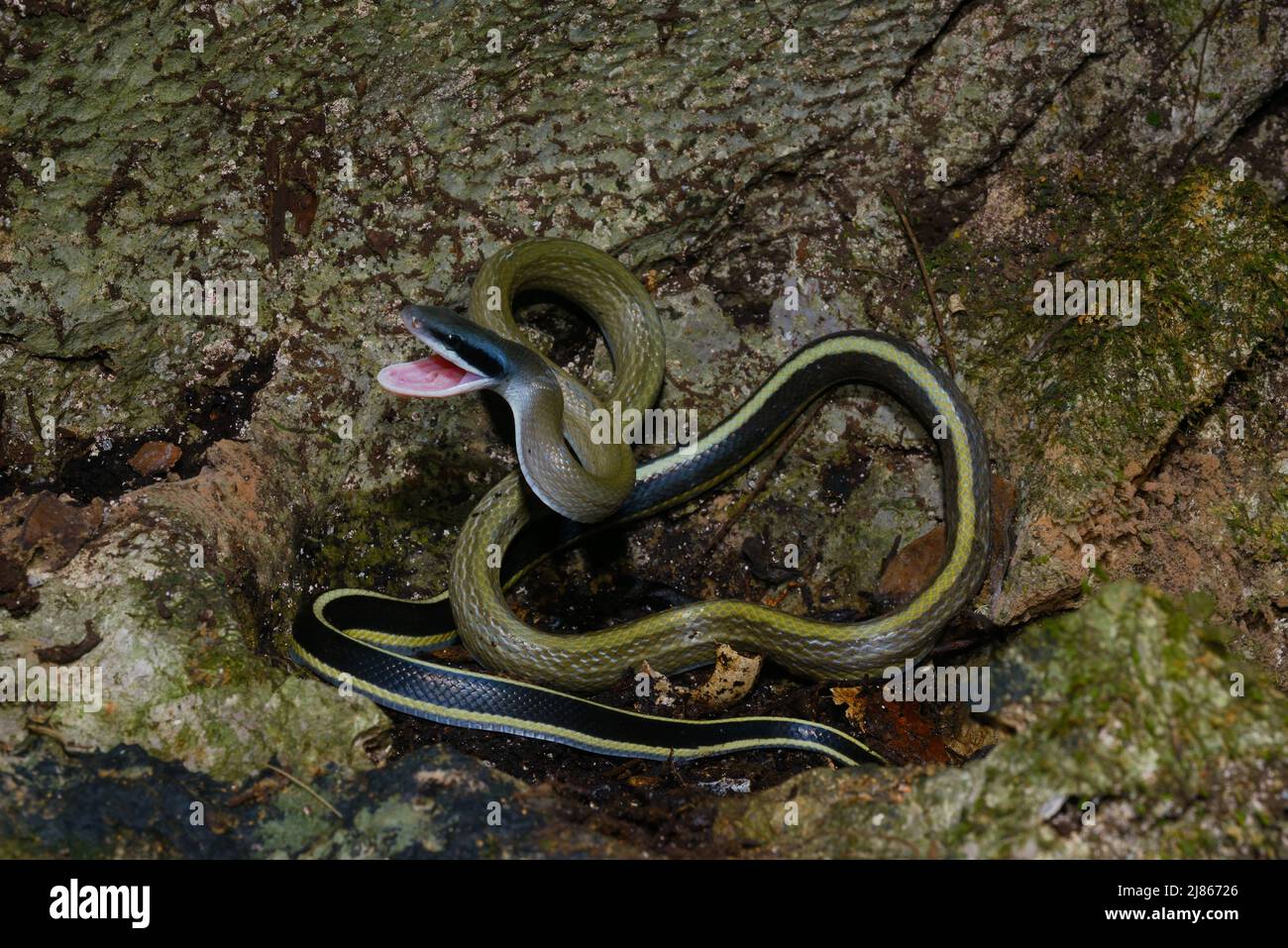 Cave-dweller rat snake on a trunk - Malaysia Stock Photo - Alamy