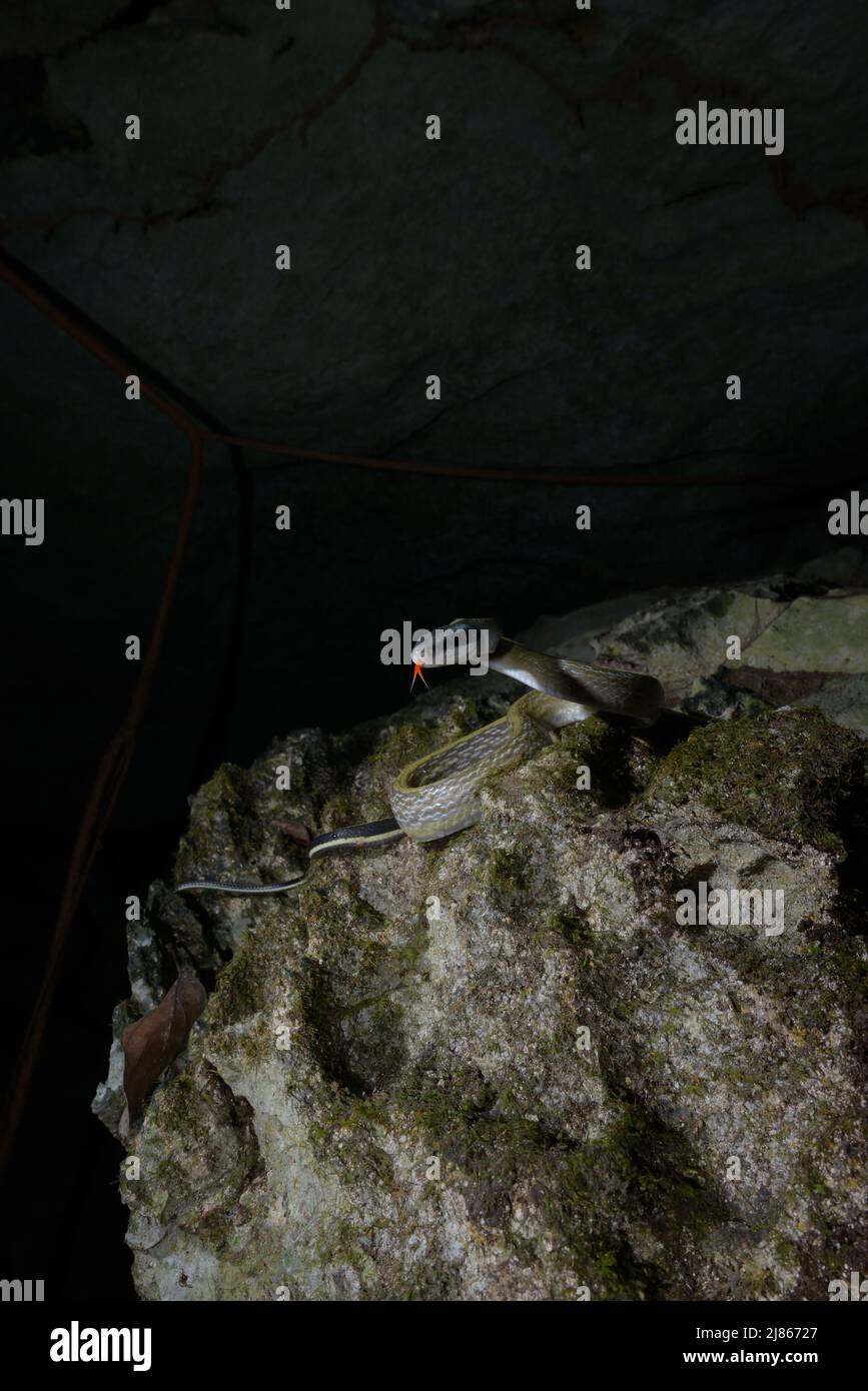 Cave-dweller rat snake on a trunk - Malaysia Stock Photo - Alamy
