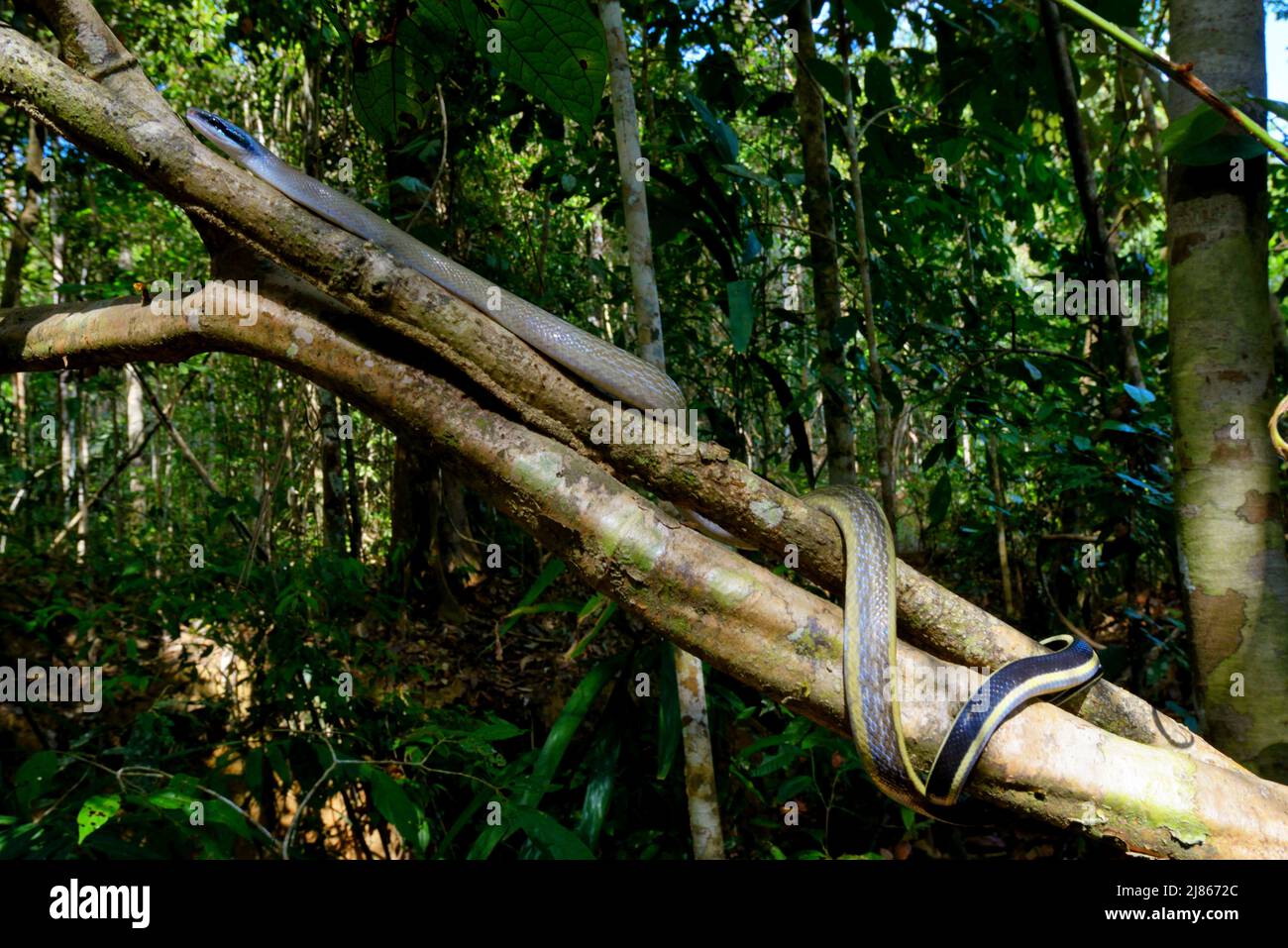 Cave-dweller rat snake on a branch - Malaysia Stock Photo - Alamy