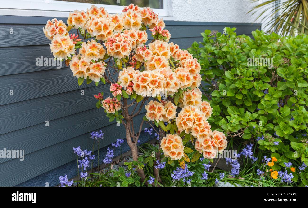 Orange Rhododendron flowers in Windermere,Lake District,England,UK ...