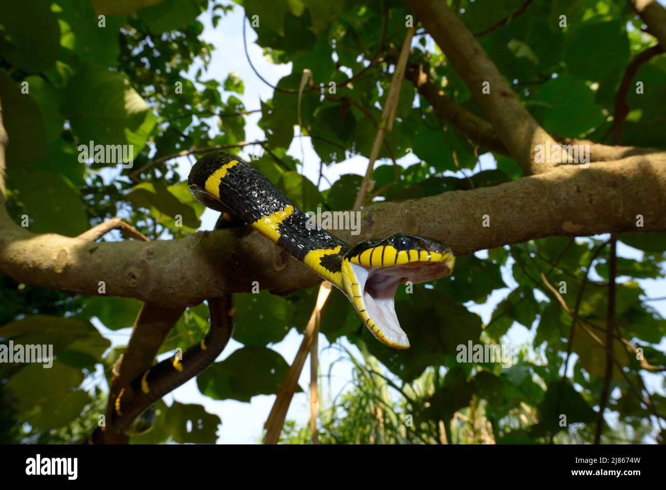 Mangrove snake on a branch - Malaysia Stock Photo - Alamy