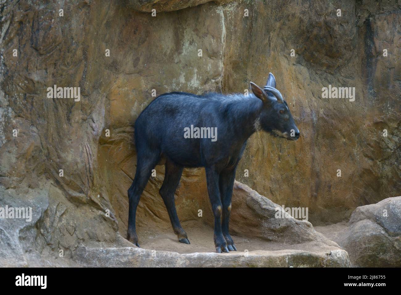Serow capricornis sumatraensis hi-res stock photography and images - Alamy