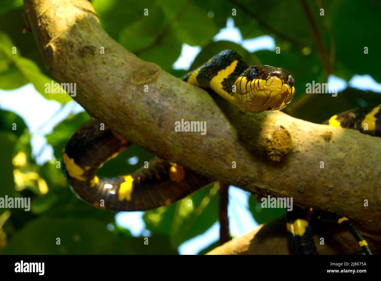 Mangrove snake on a branch - Malaysia Stock Photo - Alamy