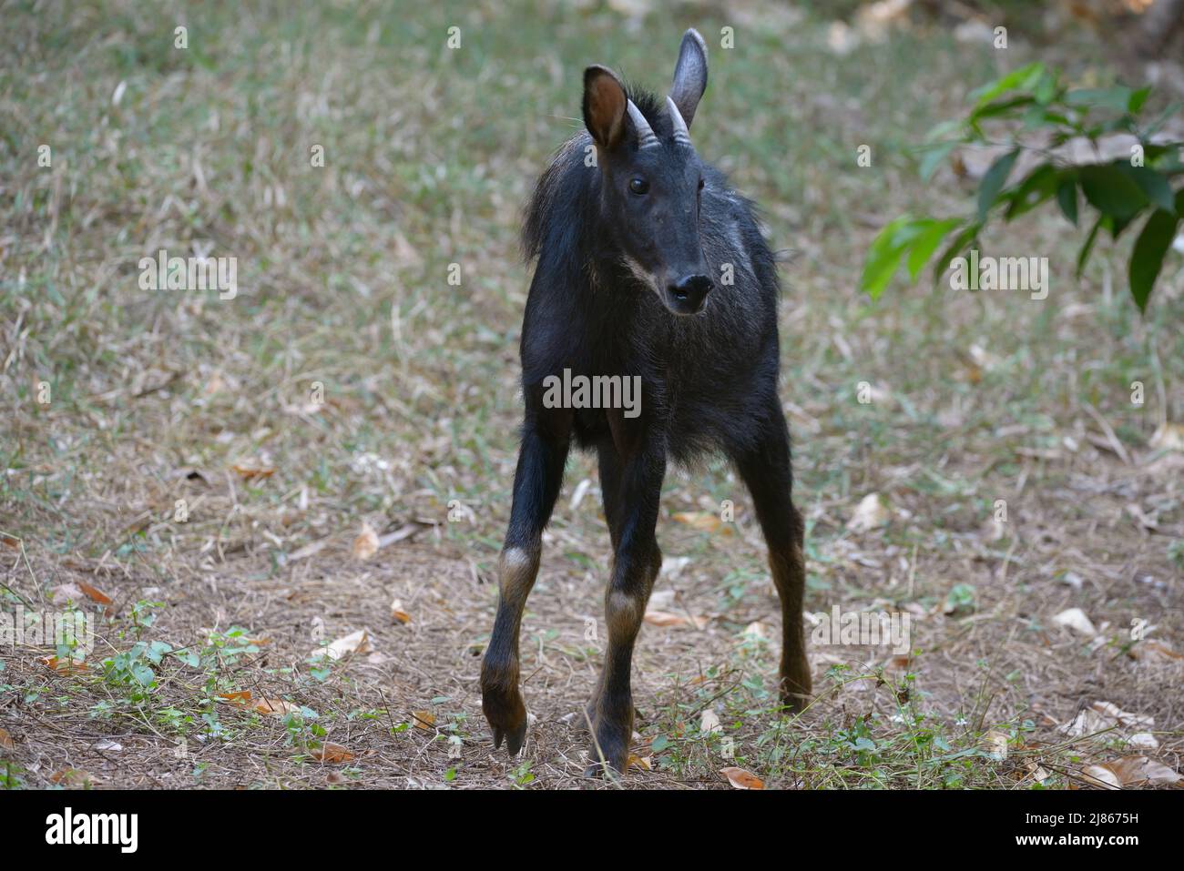 Red serow hi-res stock photography and images - Alamy
