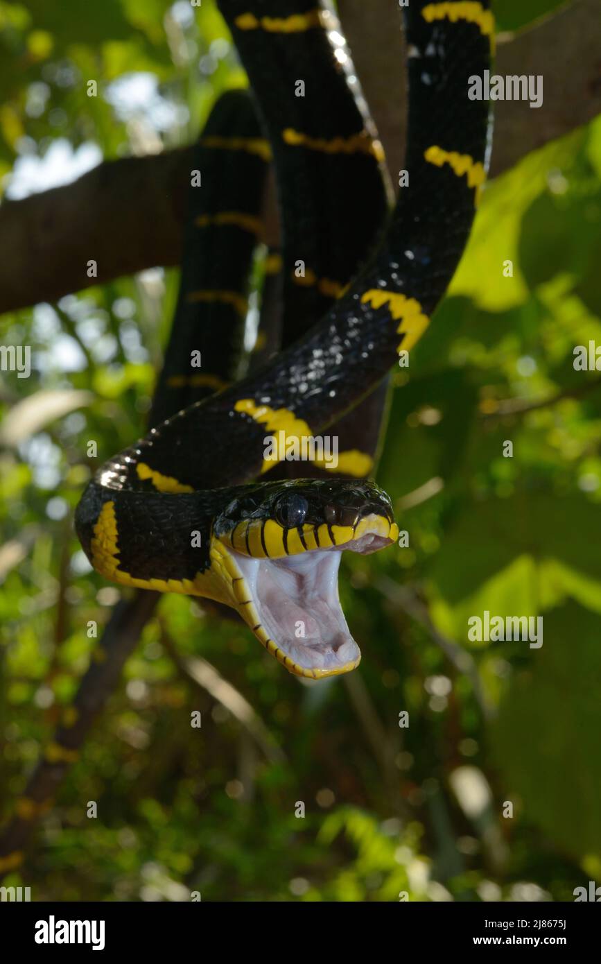 Mangrove snake on a branch - Malaysia Stock Photo - Alamy