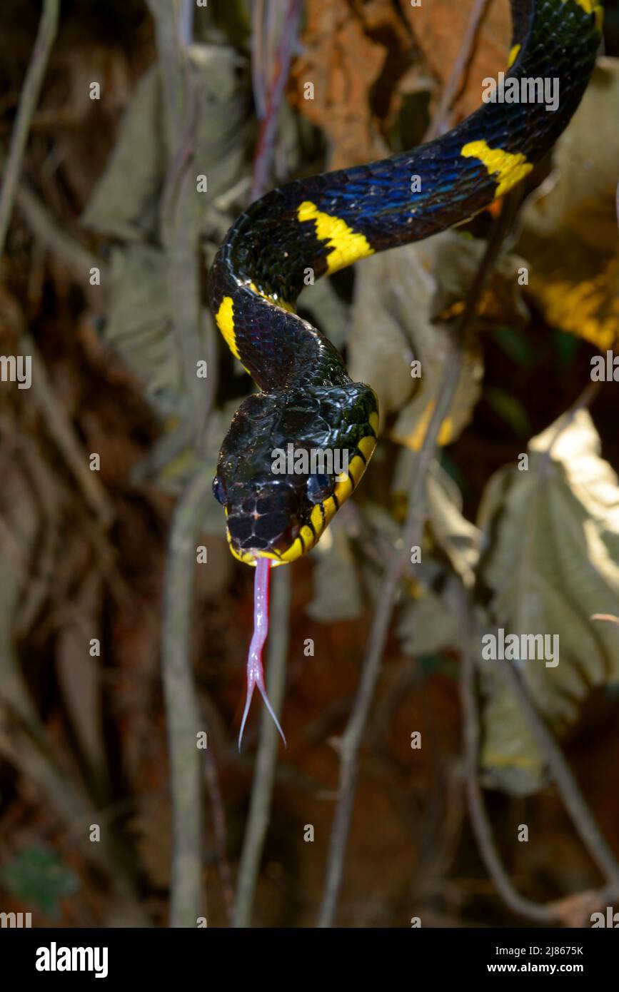 Portrait of Mangrove snake - Malaysia Stock Photo - Alamy