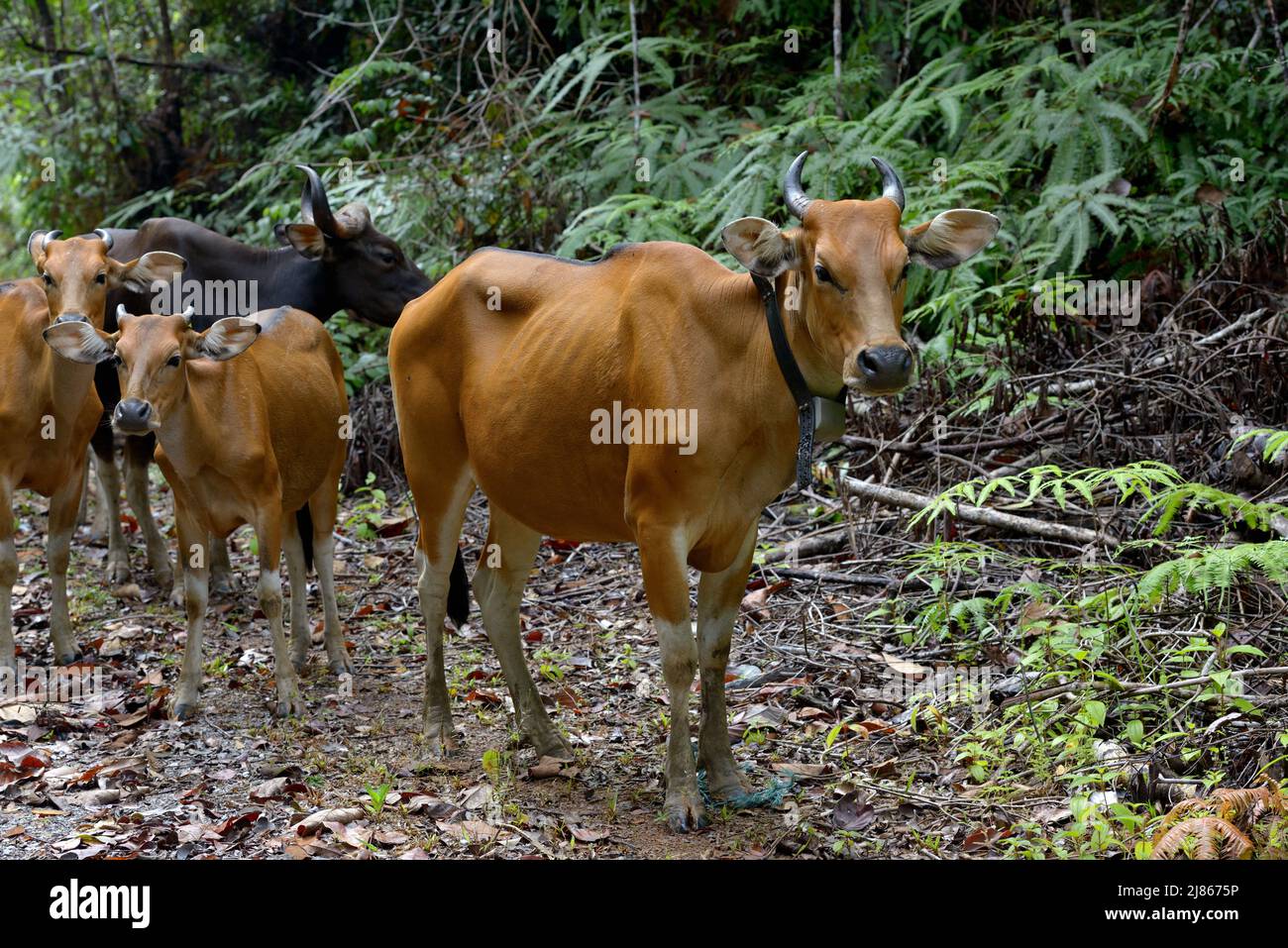 Banteng in forest - Taman Negara Malaysia ; Species extinct in ...