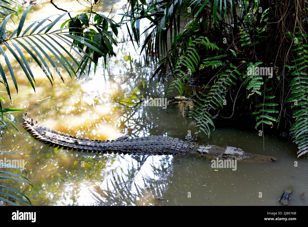 False Gharial in water - Malaysia Stock Photo - Alamy
