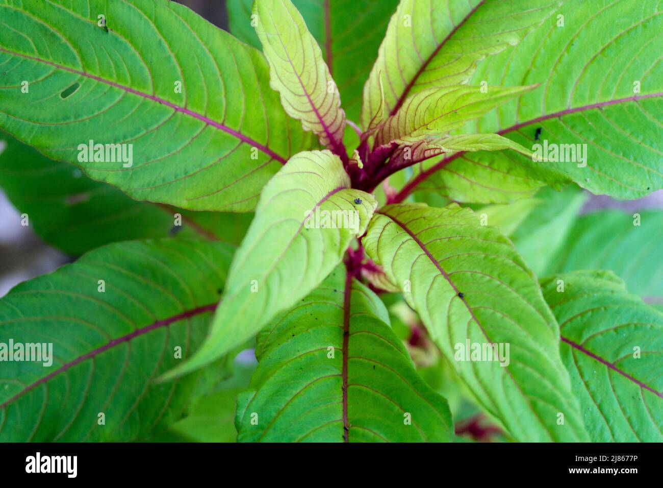 Magenta Cockscomb, celosia leaves and flower. Celosia is a small genus ...