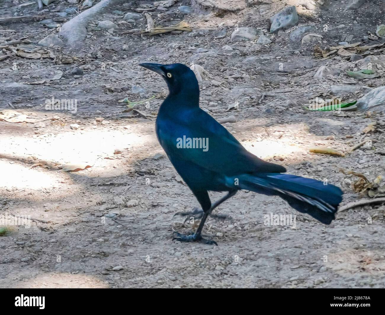 Great-Tailed Grackle Quiscalus mexicanus male bird is walking on the ...
