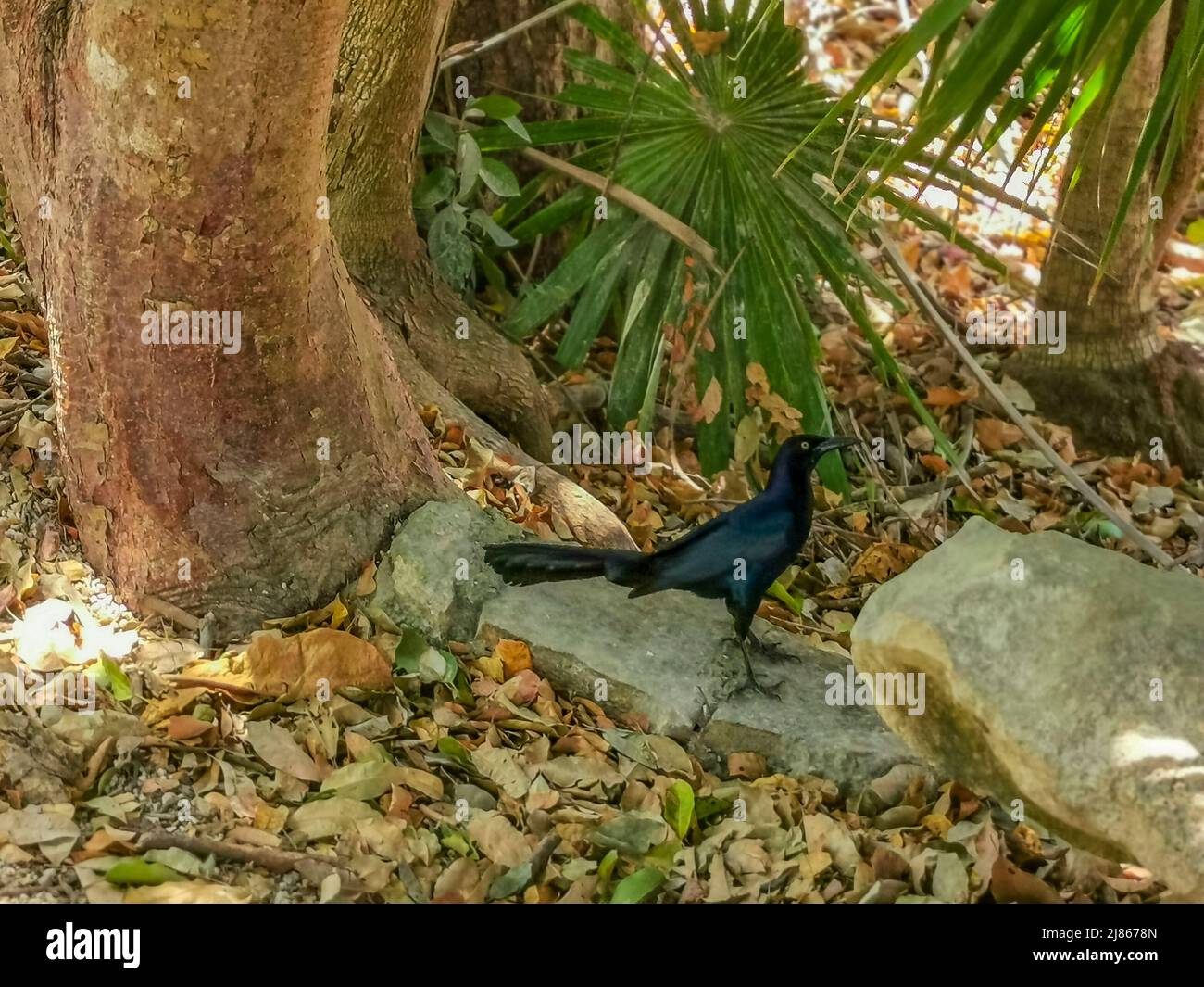 Great-Tailed Grackle Quiscalus mexicanus male bird is walking on the ...