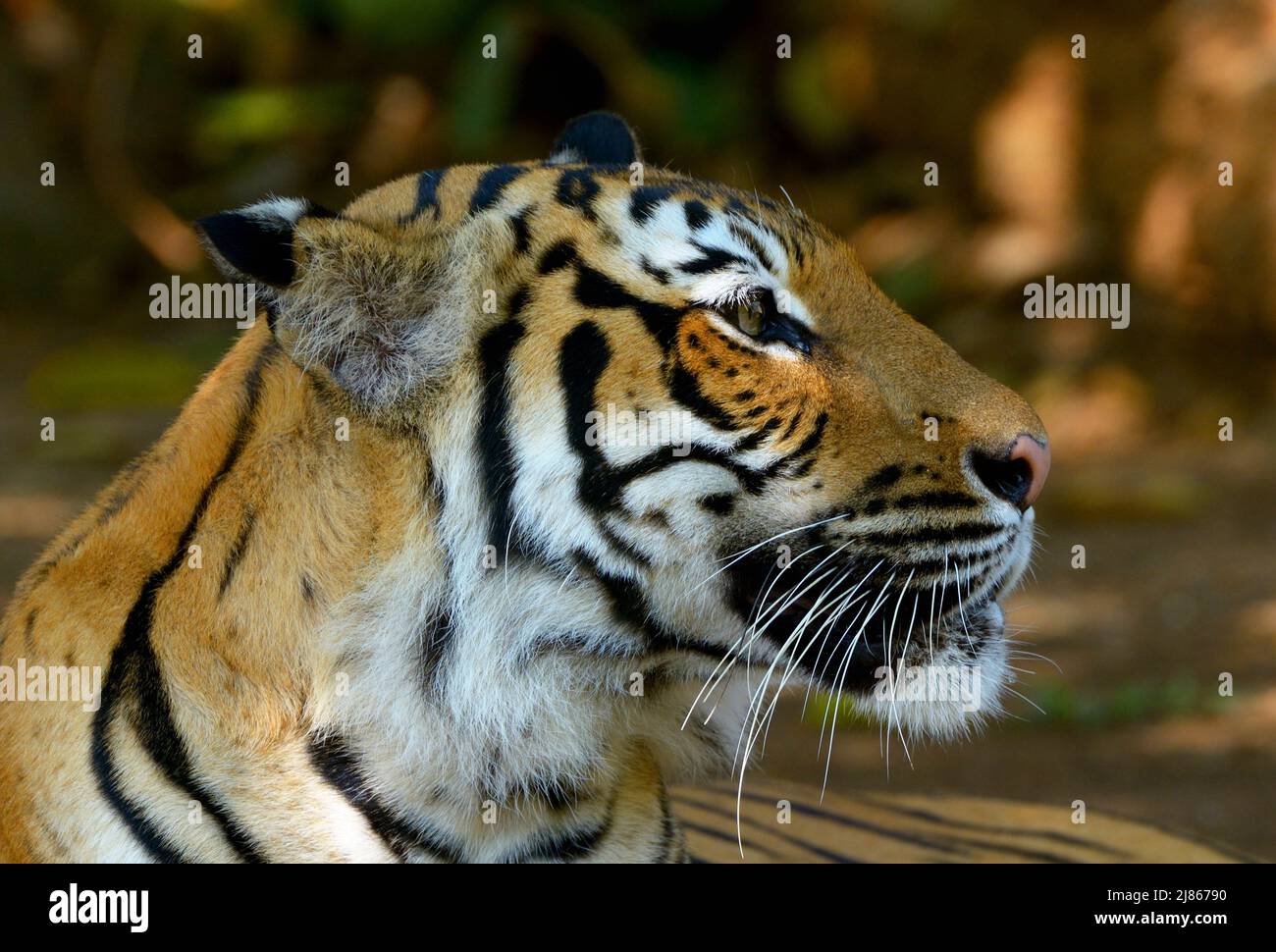 Portrait of Malayan Tiger - Malaysia ; There is still around 500 in the ...