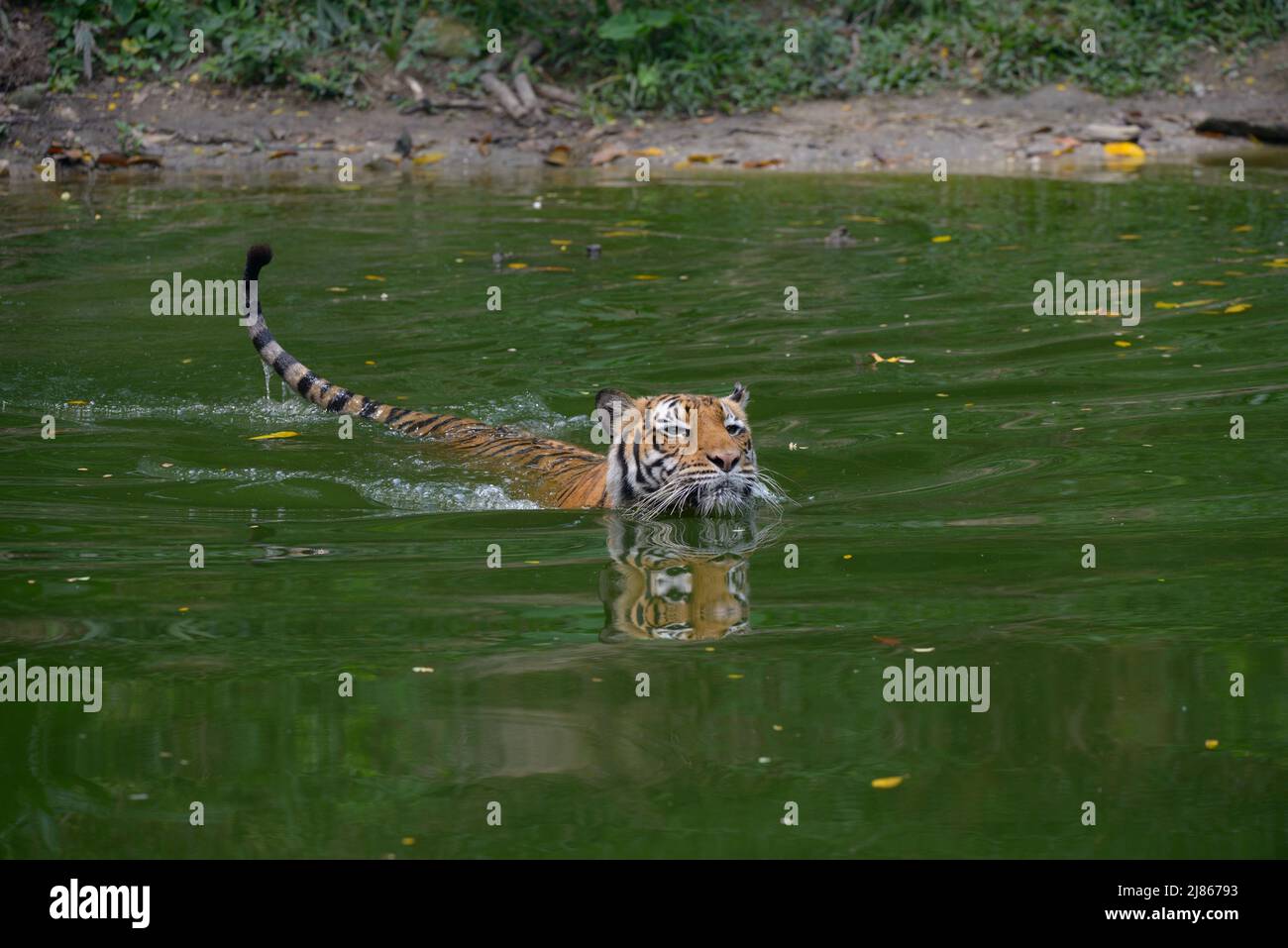 Malayan Tiger in water - Malaysia ; There is still around 500 in the ...