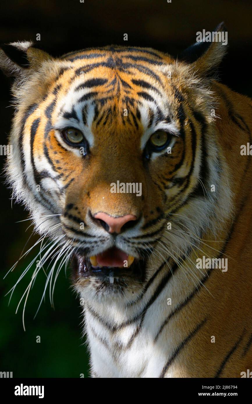 Portrait of Malayan Tiger - Malaysia ; There is still around 500 in the ...