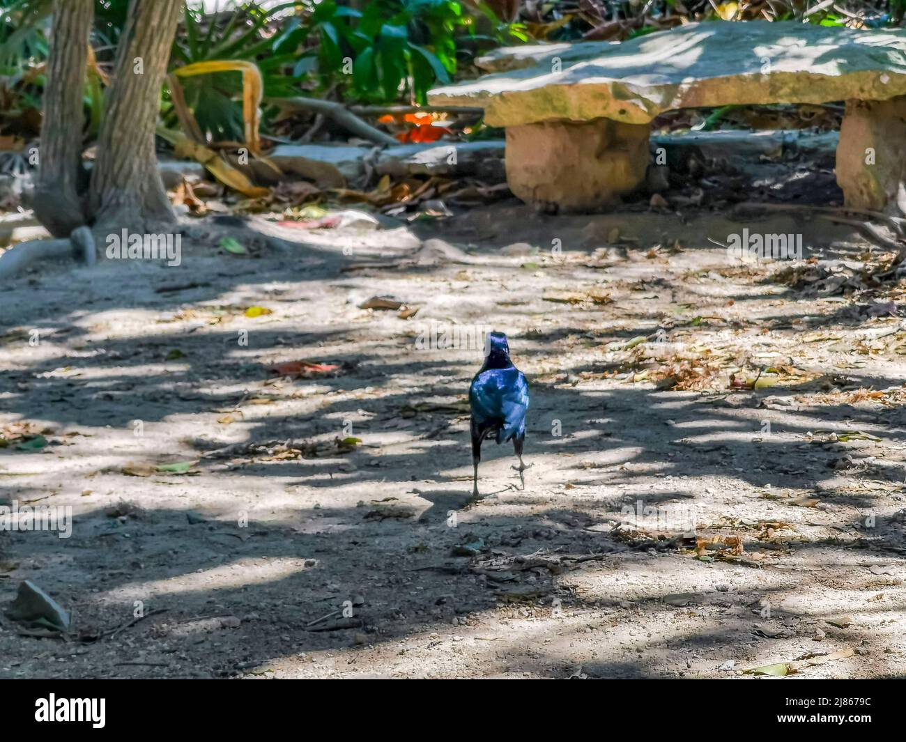 Great-Tailed Grackle Quiscalus mexicanus male bird is walking on the ...