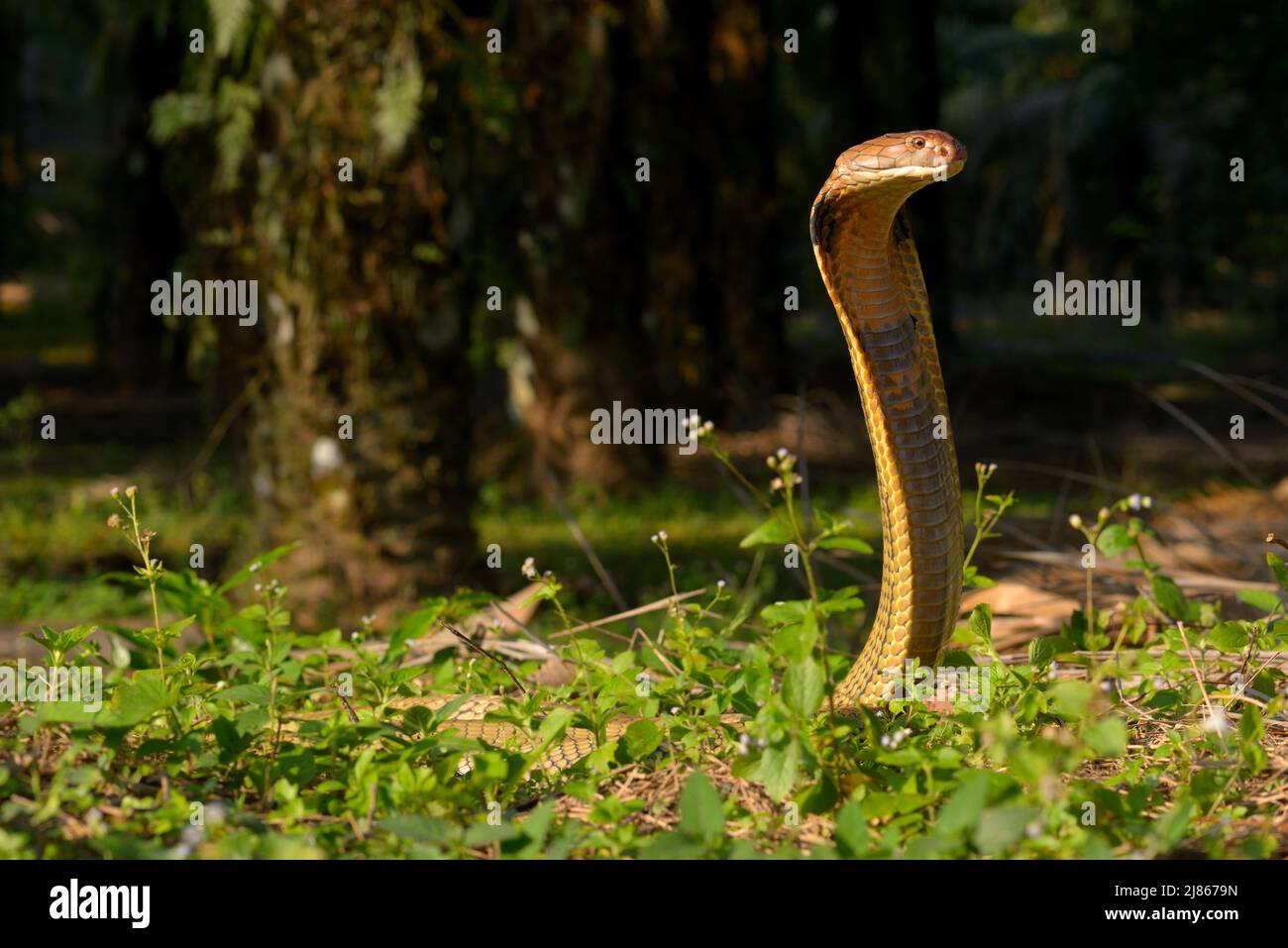 Portrait of King cobra standing - Malaysia Stock Photo - Alamy