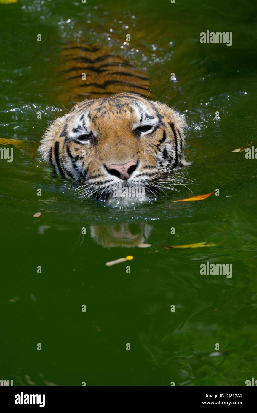 Malayan Tiger in water - Malaysia ; There is still around 500 in the ...