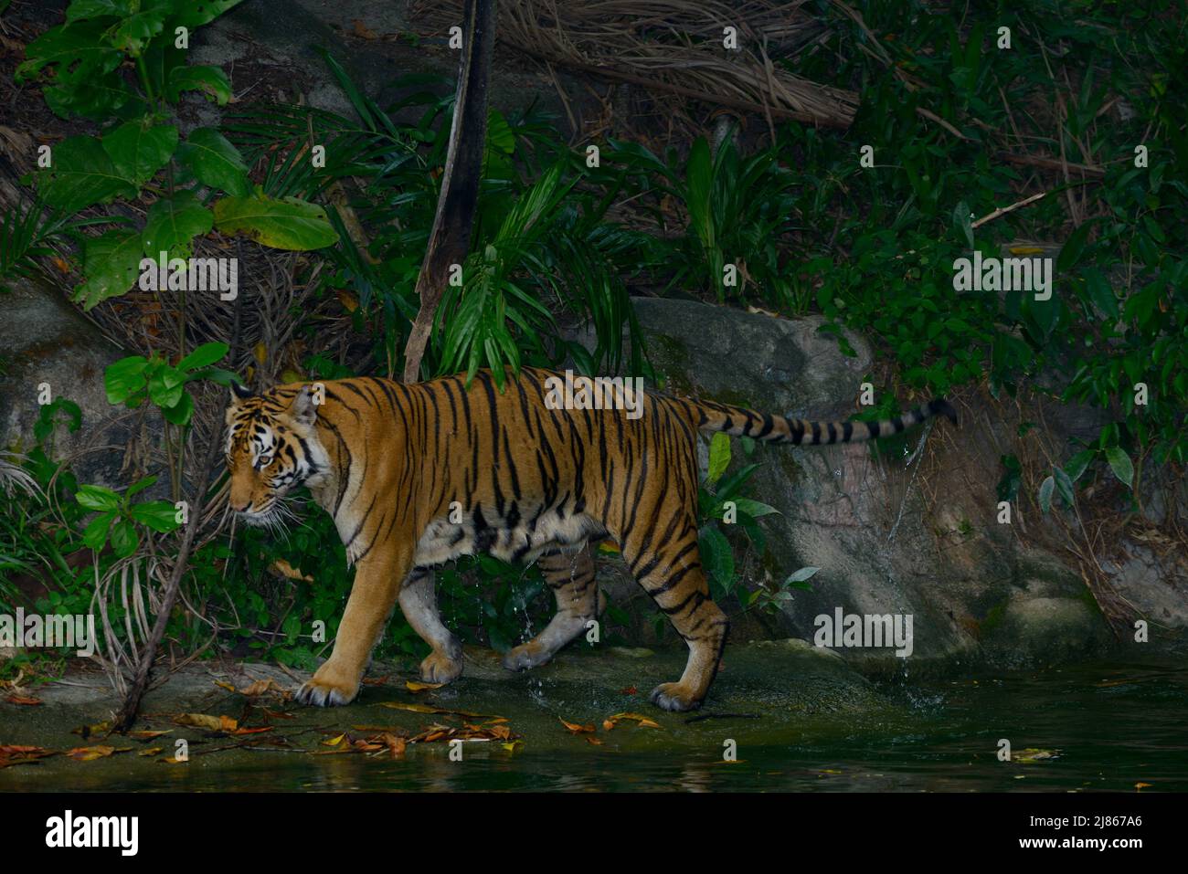Malayan Tiger walking on the bank - Malaysia ; There is still around ...