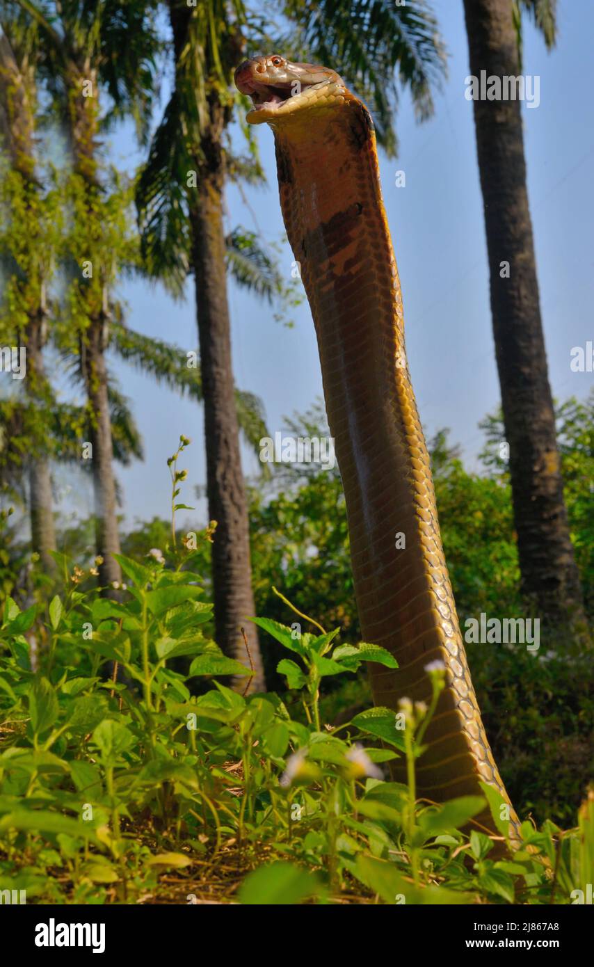 King cobra standing - Malaysia Stock Photo - Alamy