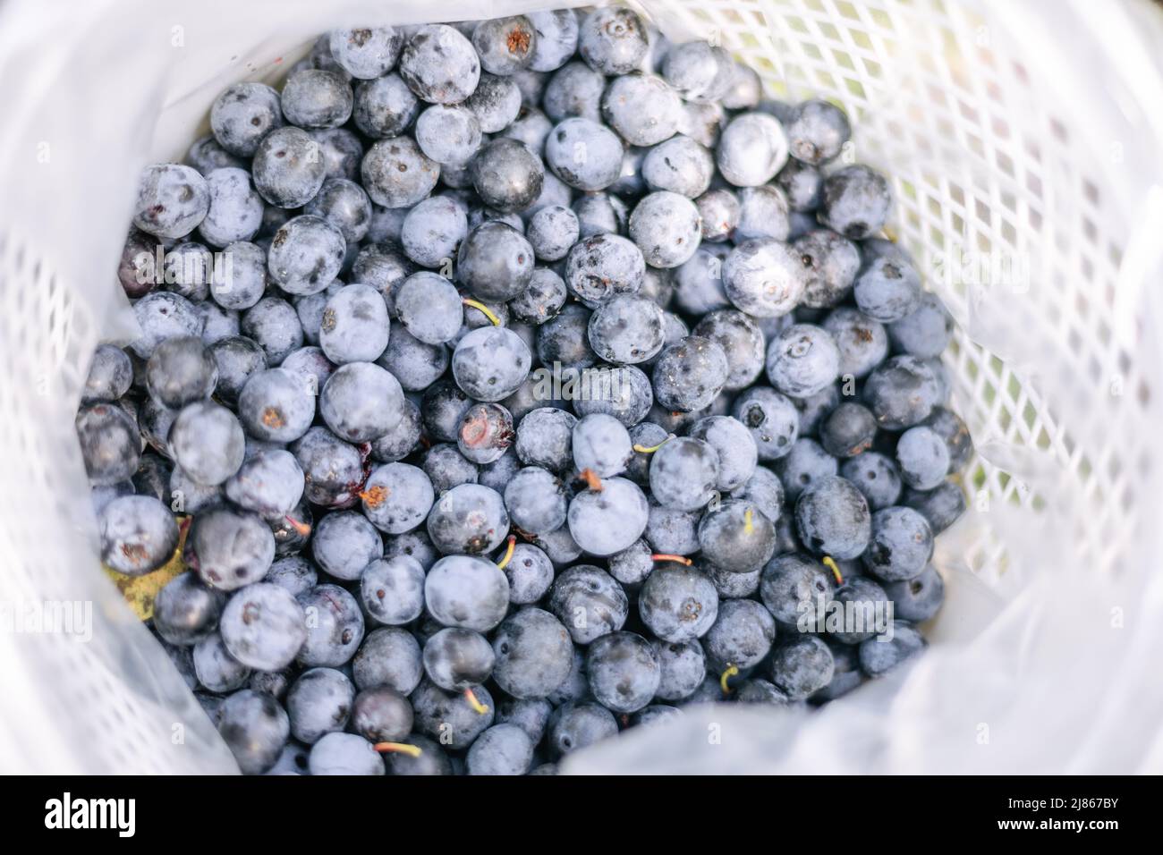 Blueberry Picking in South Carolina Stock Photo - Alamy