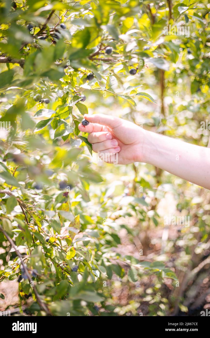Blueberry Picking in South Carolina Stock Photo - Alamy