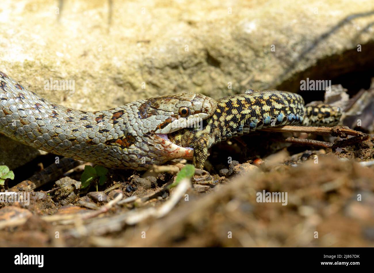 Smooth snake eating a lizard walls - France Stock Photo - Alamy