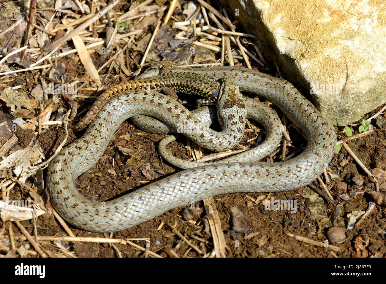 Smooth snake eating a lizard walls - France Stock Photo - Alamy
